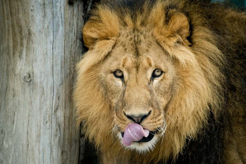 Vienna: Skip-the-line Tickets for Schönbrunn Zoo - FAQ