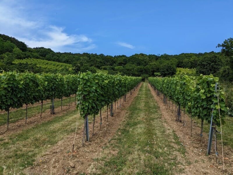Vienna: Small-Group Wine Tasting Tour - Why This Tour Is a Great Choice