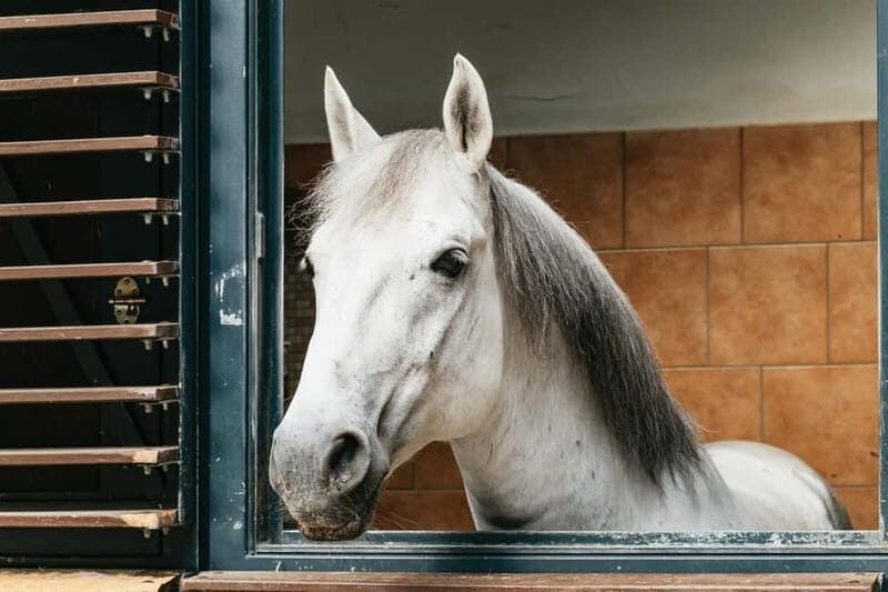 Vienna: Spanish Riding School Guided Architectural Tour - An In-Depth Look at the Tour