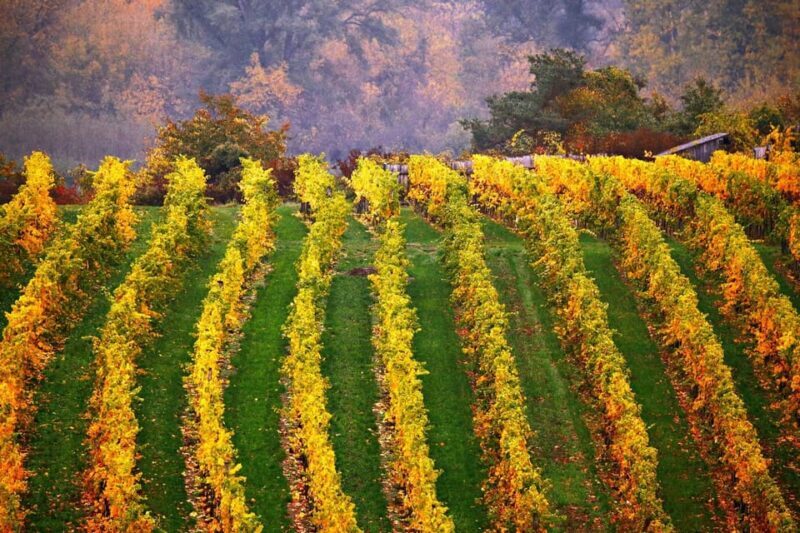 Vienna: Surroundings Sip & Savor Tour - Key Points