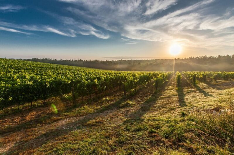Vienna: Surroundings Sip & Savor Tour - An In-Depth Look at the Vienna: Surroundings Sip & Savor Tour