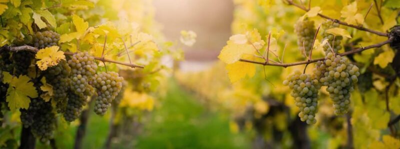 Vienna: Surroundings Sip & Savor Tour - Who Would Enjoy This Tour Most?