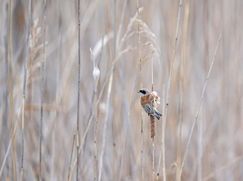 Vienna: Urban Birding  Guided bird watching tour in the big city! - Vienna: Urban Birding Guided Bird Watching Tour in the Big City!