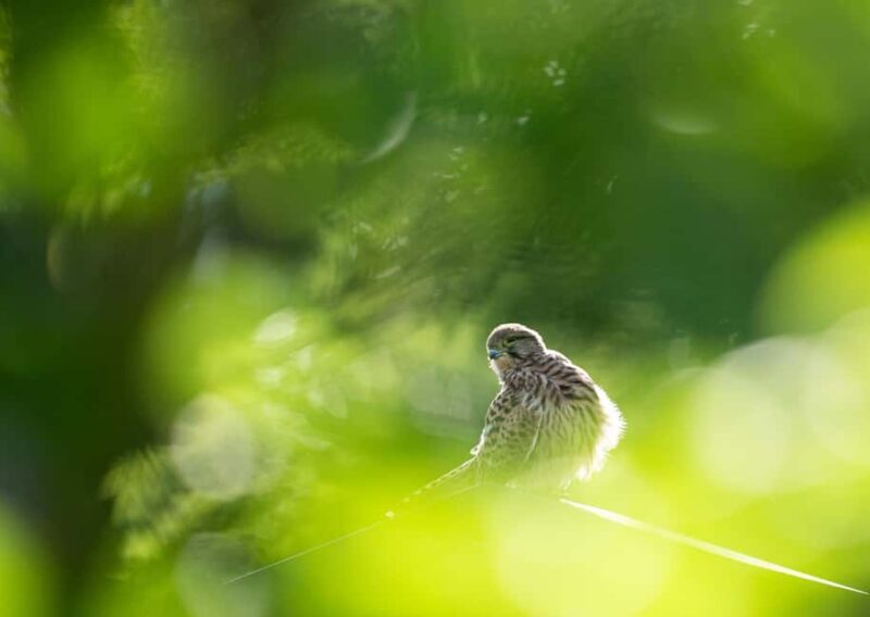 Vienna: Urban Birding  Guided bird watching tour in the big city! - Key Points