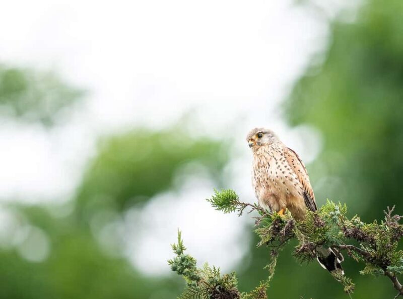 Vienna: Urban Birding  Guided bird watching tour in the big city! - Final Thoughts: Who Will Love This Tour?