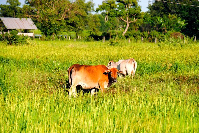 Vientiane Day Trip By Bike To Tad Moon Waterfall - A Closer Look at the Vientiane Day Trip by Bike to Tad Moon Waterfall