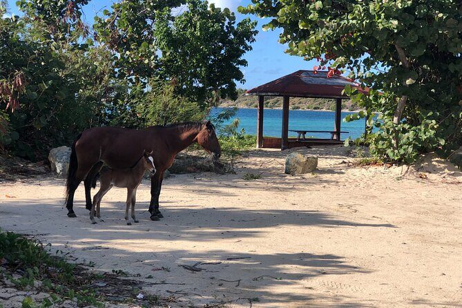 Vieques Island Rich History Tour - Key Points