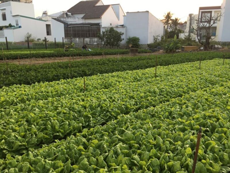 Viet Garden Cooking Class (Countryside and Market tour) - The Authenticity and Value of This Tour