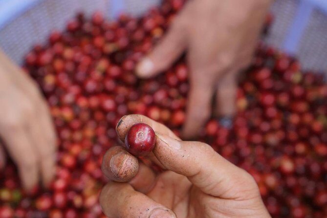 Vietnamese Coffee Master Class - Key Points