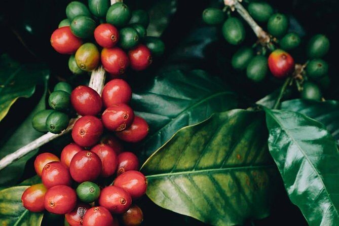 Vietnamese Coffee Master Class - Practical Details and Value