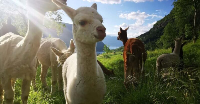 Vik: Hiking Tour With Farm Visit - An Authentic Taste of Norwegian Landscapes and Farm Life