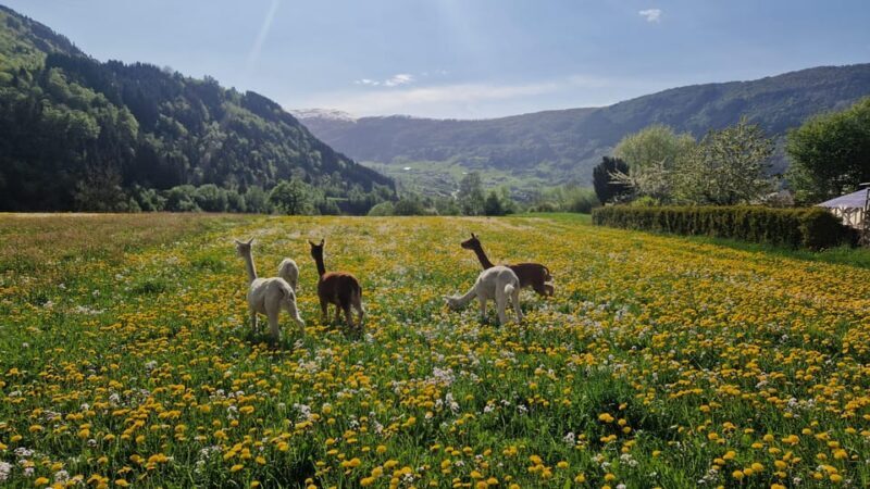 Vik: Hiking Tour With Farm Visit - A Genuine Farm Visit with a Cultural Twist