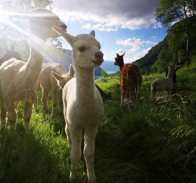 Vik: Hiking Tour With Farm Visit - Final thoughts