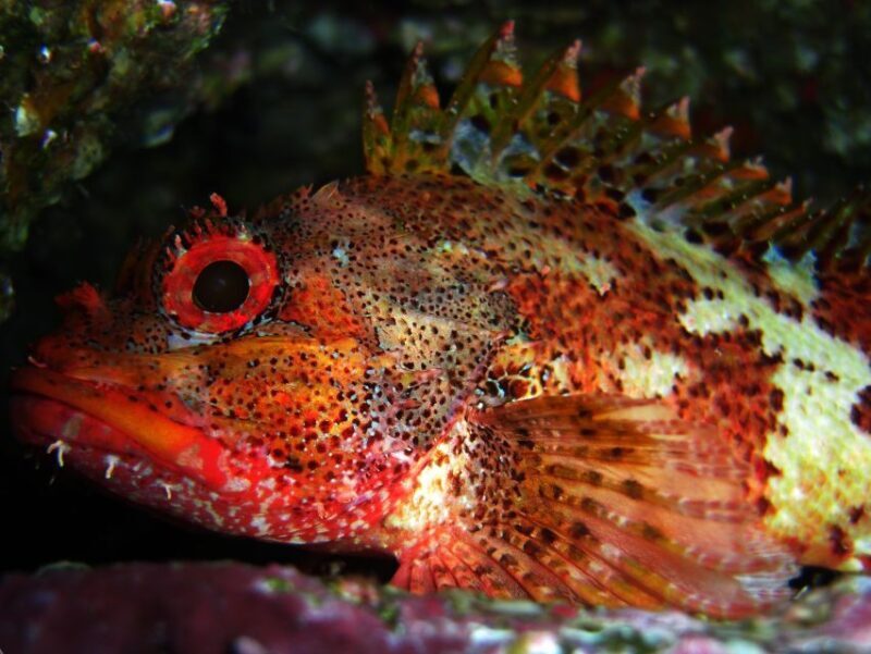 Vila Franca Do Campo: Introduction to Scuba Diving Tour - Exploring the Introduction to Scuba Diving Tour in Vila Franca do Campo