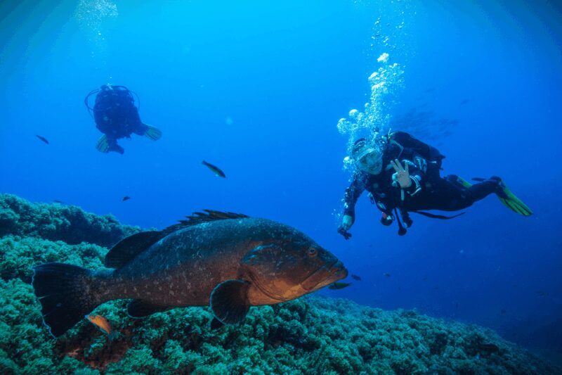 Vila Franca do Campo: Try Scuba Diving - A Complete Look at the Experience