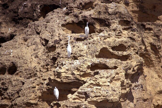 Vila Franca Islet: Biologist Guided Boat Around Eco Tour - Practical Considerations for Travelers