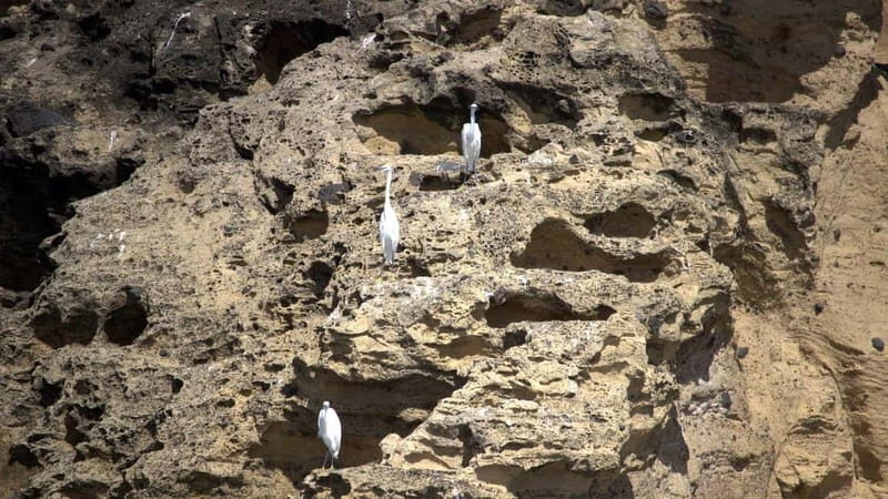 Vila Franca Islet: Inside Guided Natural Reserve Geo Tour - The Return and Free Time