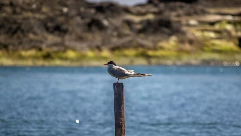 Vila Franca Islet: Inside Guided Natural Reserve Geo Tour - Cost and Value
