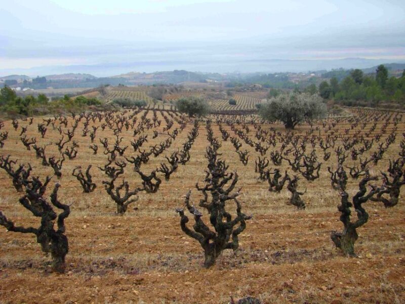 Vilafranca del Penedès: Winery Visit with Tastings - A Close-Up of the Experience