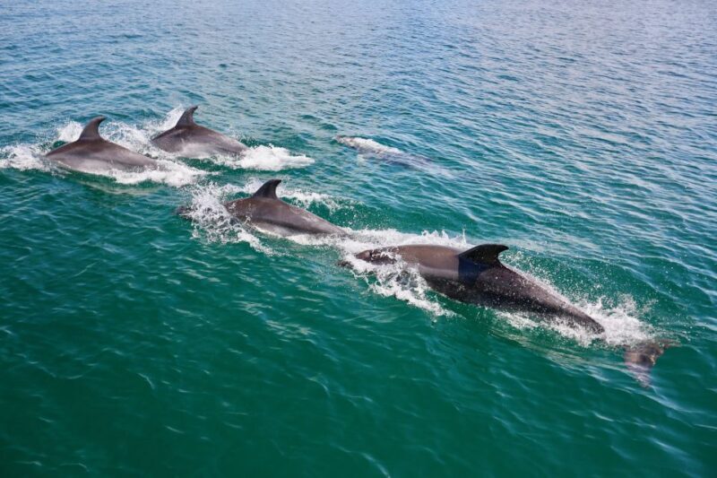 Vilamoura: Boat Tour Dolphin Quest - Why This Tour Offers Good Value