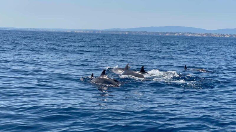 Vilamoura: Private boat Marine Wildlife Watching Safari - Vilamoura: Private Boat Marine Wildlife Watching Safari – A Genuine Marine Adventure