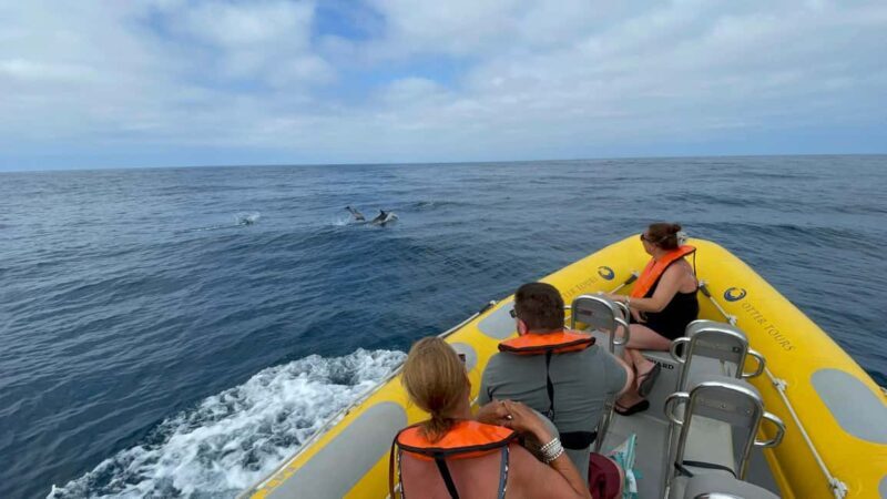 Vilamoura: Private boat Marine Wildlife Watching Safari - Exploring the Experience: What’s in Store