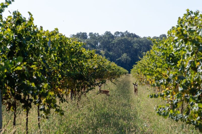 Villa Bogdano 1880: Guided Winery Tour and Tasting - Frequently Asked Questions (FAQs)