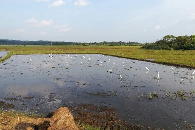 Village and Lagoon Cycling tour in Galle - The Itinerary in Detail