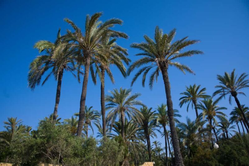 Village Street Market: Santa Pola - The Experience: A Detailed Look