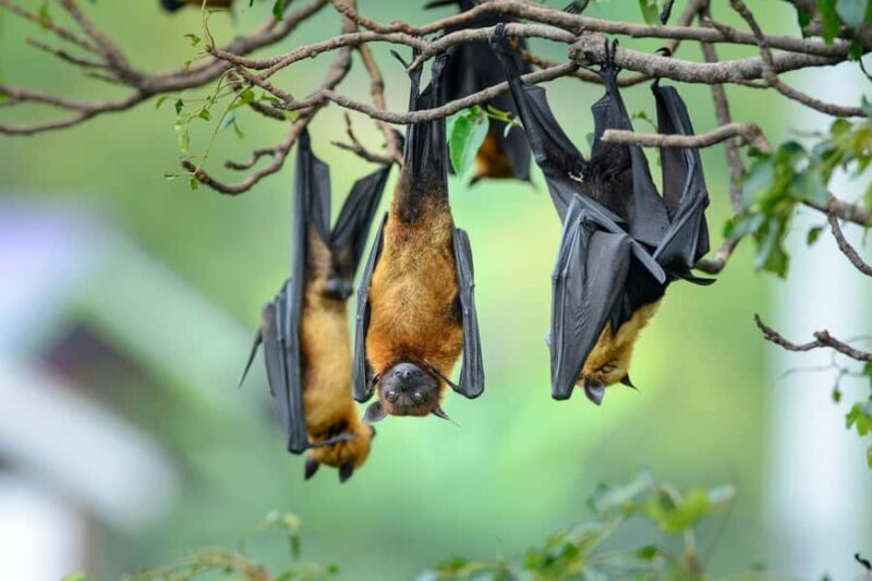 Village, Wild Life & Lake Visit Tour from Hambantota Port - Why This Tour Is a Great Value