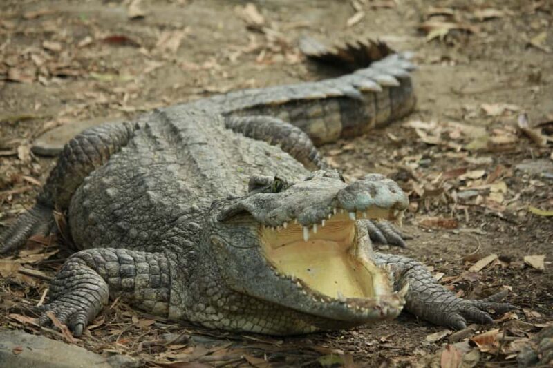 Village, Wildlife & Temple Visit Tour from Hambantota Port - The Sum Up