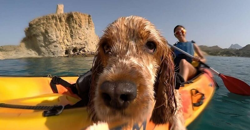 Villajoyosa: Kayaking with the man's best friend, your dog - Key Points