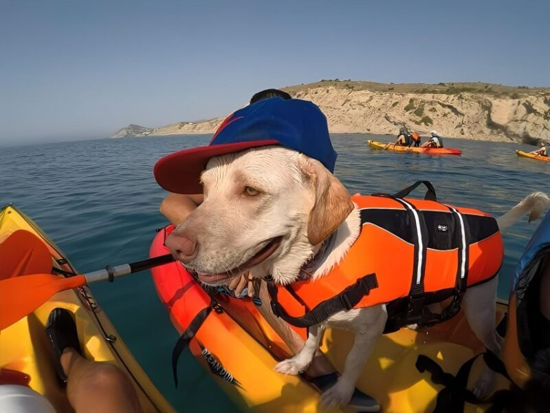 Villajoyosa: Kayaking with the man's best friend, your dog - An Up-C Close Look at the kayaking experience