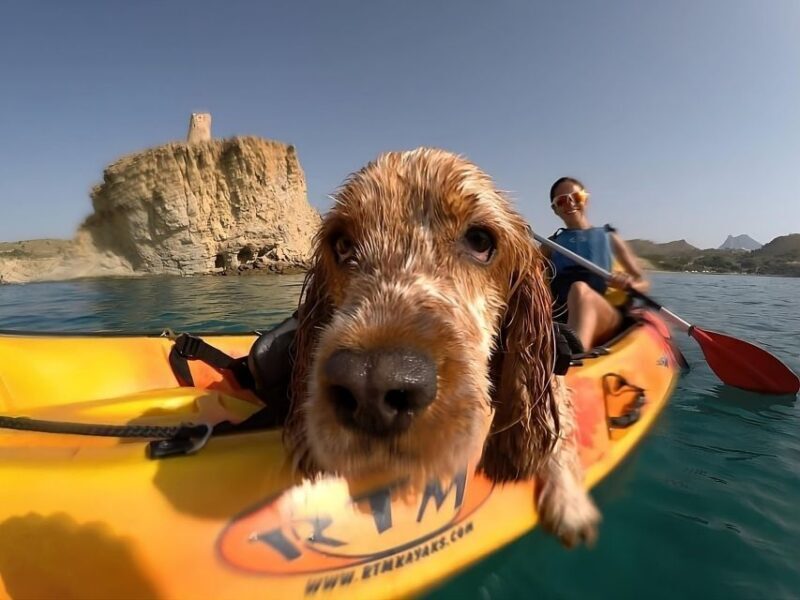 Villajoyosa: Kayaking with the man's best friend, your dog - Who Will Love This Tour?