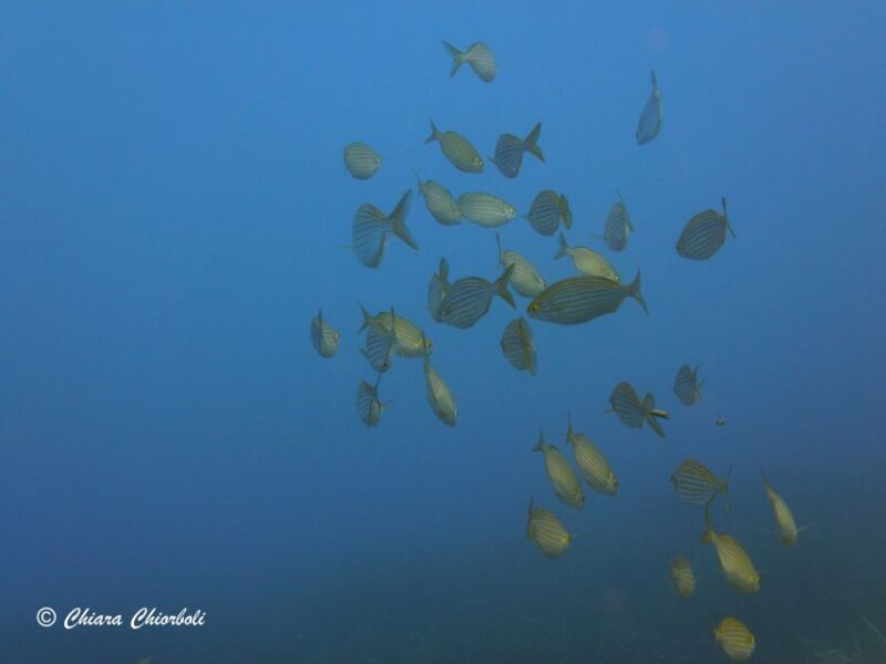 Villasimius: Capo Carbonara Boat and Snorkeling Tour - FAQs