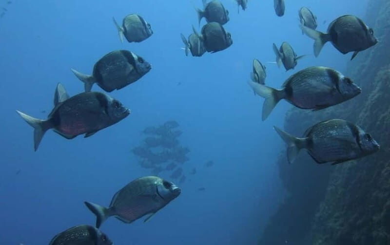 Villasimius: Capo Carbonara First Time Dive with Instructor - Authentic Experience and Real Reviews