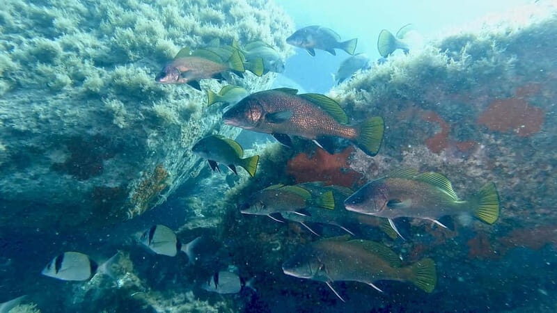 Villasimius: Capo Carbonara First Time Dive with Instructor - FAQ