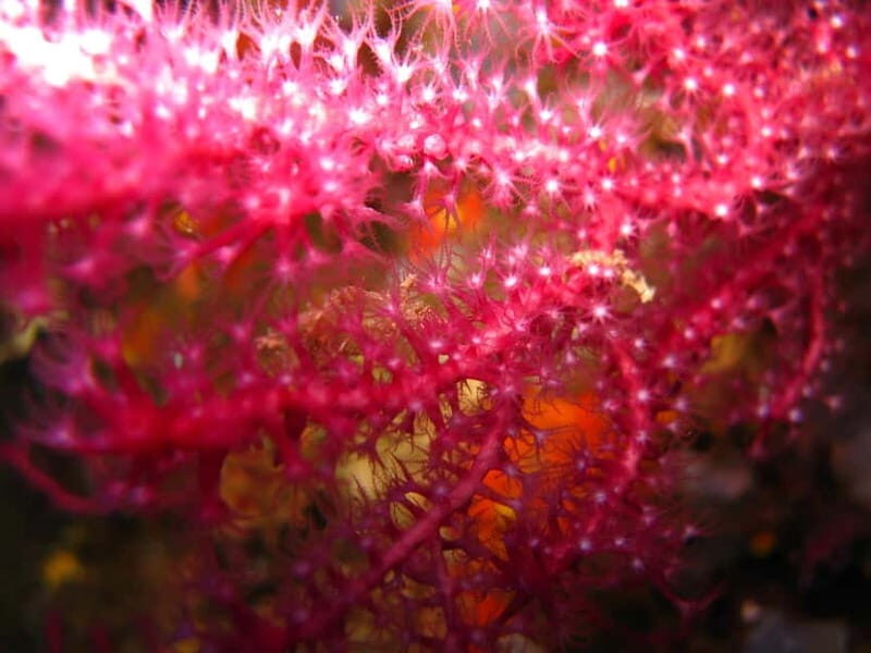 Villasimius: Capo Carbonara Marvellous Guided Dive - Why Choose This Tour?