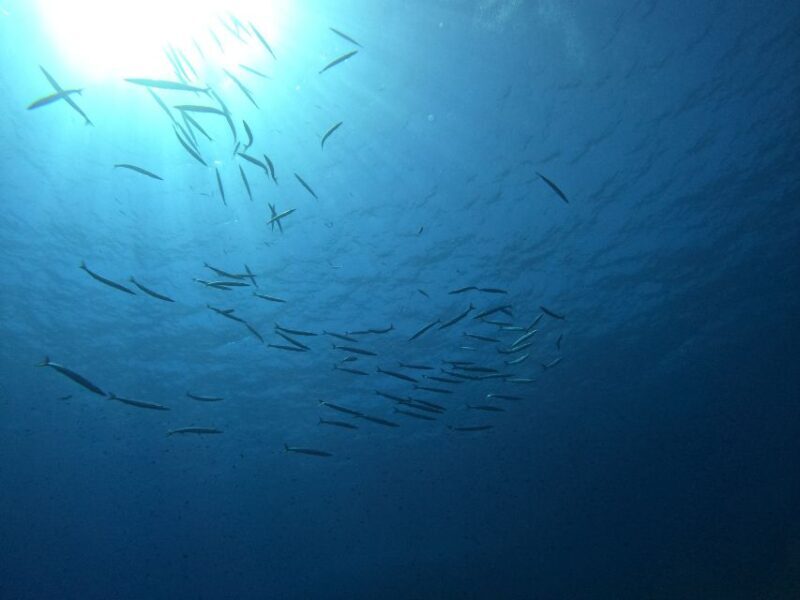 Villasimius: Snorkeling Tour in Capo Carbonara - Key Points