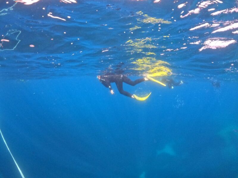Villasimius: Snorkeling Tour in Capo Carbonara - The Sum Up