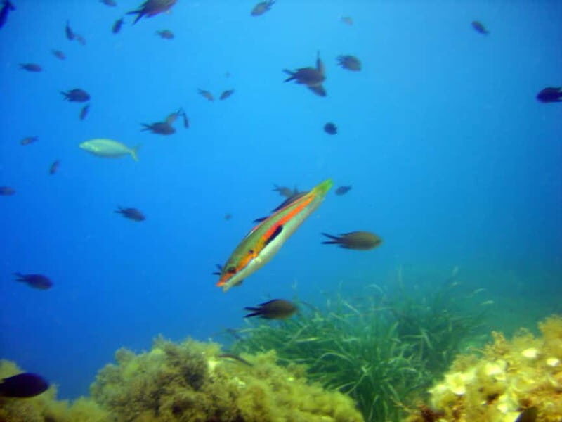 Villefranche-sur-Mer: Experience an introduction to scuba diving - Villefranche-sur-Mer: Experience an Introduction to Scuba Diving