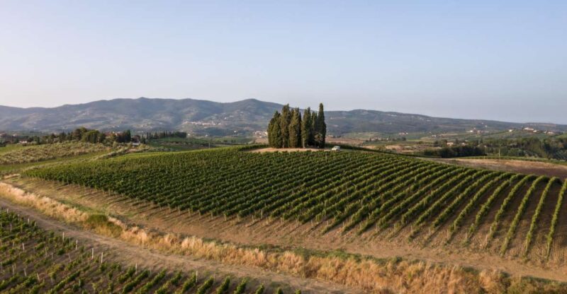 Vinci: wine-experience among the Tuscan hills - The Sum Up