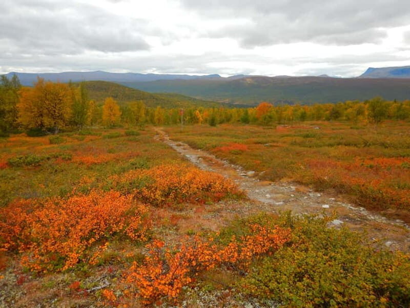 Vindelfjäll nature reserve: A walk through reindeer country - Reindeer Trails and Wild Meadows