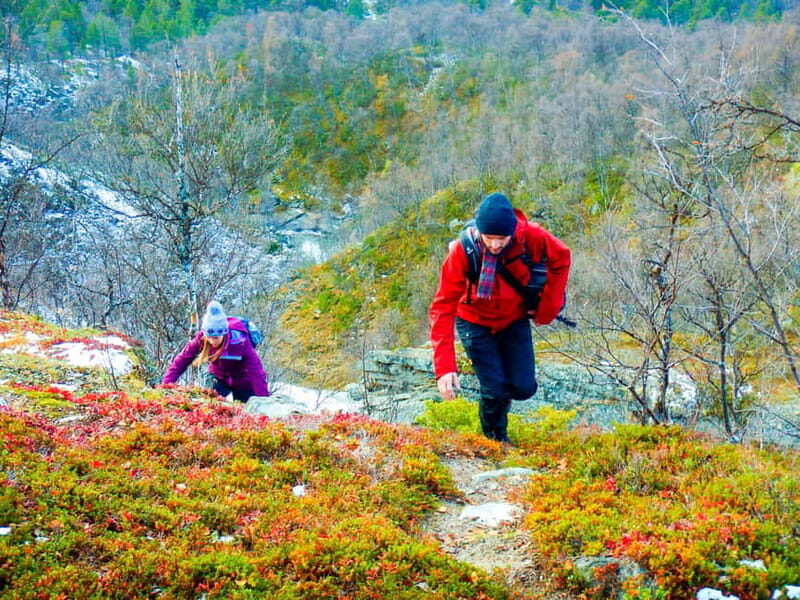 Vindelfjäll nature reserve: A walk through reindeer country - What Makes This Tour Stand Out?