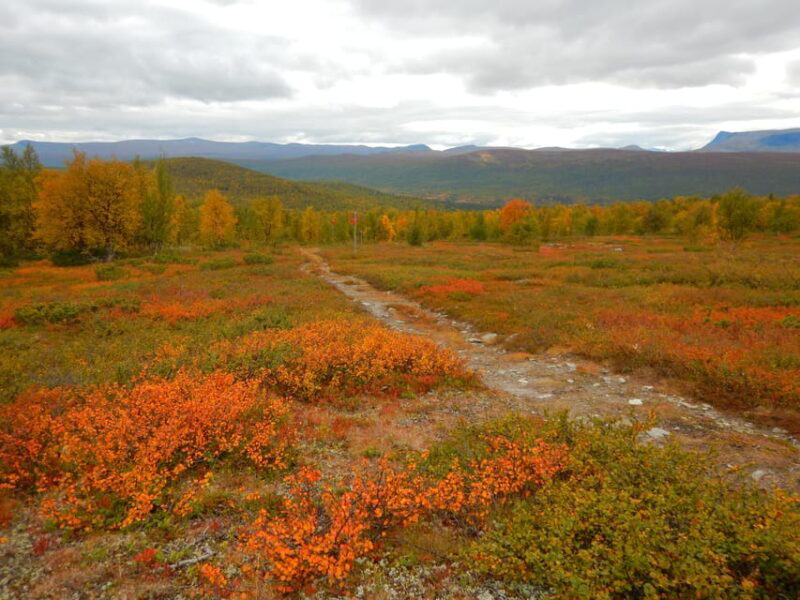Vindelfjäll nature reserve: A walk through reindeer country - The Value of the Experience
