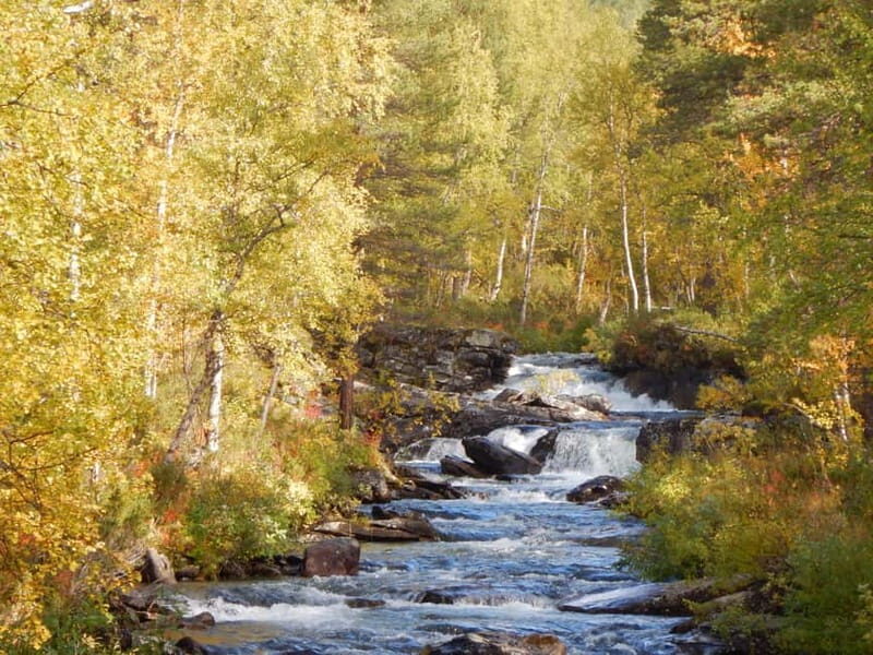 Vindelfjäll nature reserve: A walk through reindeer country - Who Is This Tour Best For?