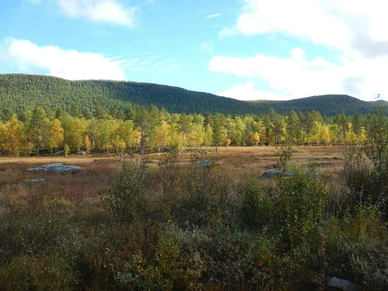 Vindelfjäll nature reserve: A walk through reindeer country - FAQs
