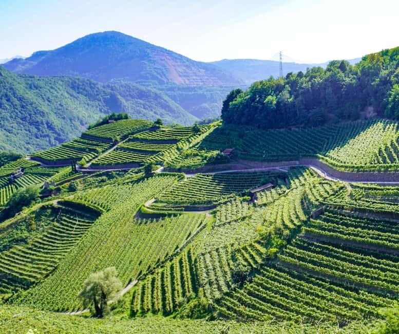 vineyard experience - Highlights of the Vineyard Experience