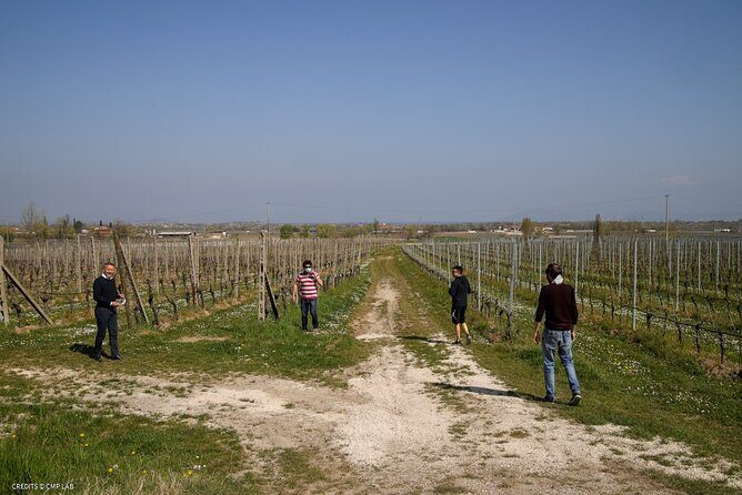Vineyard Tour and Tasting of Lugana Wines - An In-depth Look at the Vineyard Tour and Tasting Experience