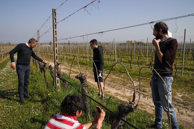 Vineyard Tour and Tasting of Lugana Wines - The Final Word